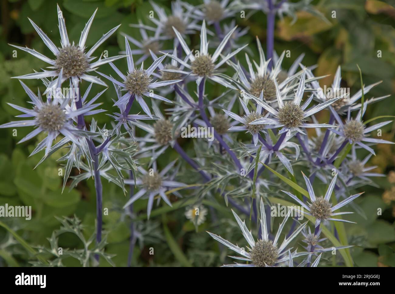 Sharp edges plant hi-res stock photography and images - Alamy