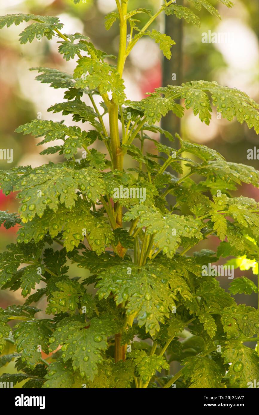 Mugwort (Artemisia vulgaris) plant in a garden Stock Photo - Alamy