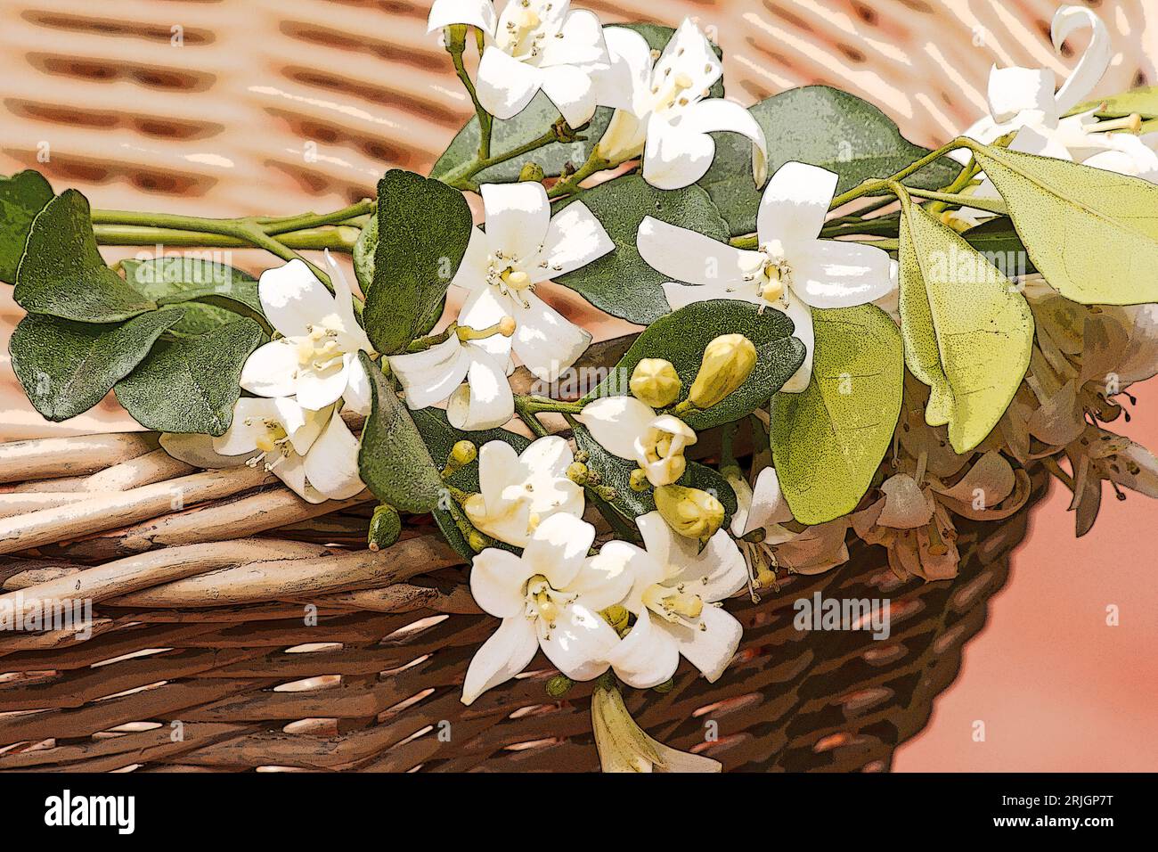 Orange jasmine flowers (Murraya paniculata) in a basket Stock Photo - Alamy