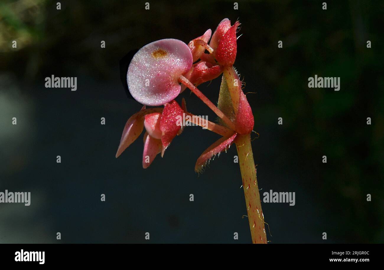 Begonia rex flower. This tiny red flower, photographed in the macro ...