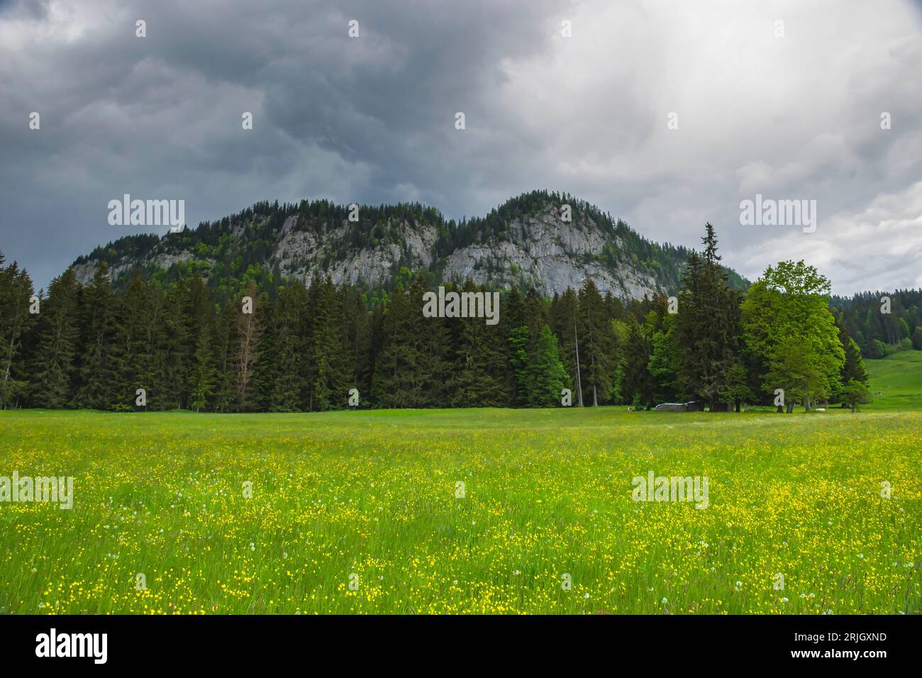 Summer austrian landscape with green meadows and impressive mountains ...