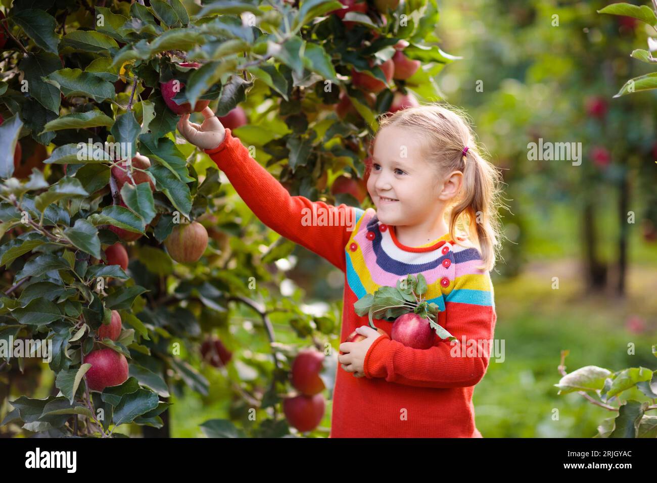 Child picking apples on a farm in autumn. Little girl playing in apple ...