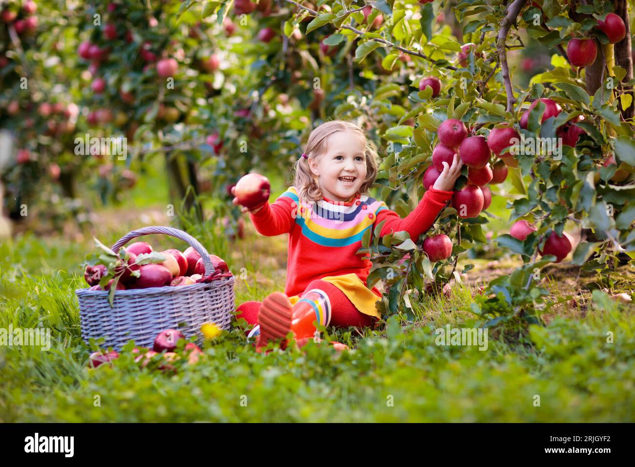 Child picking apples on a farm in autumn. Little girl playing in apple ...