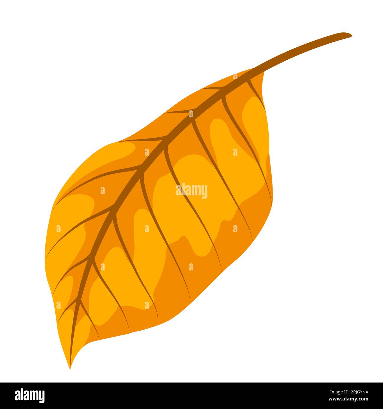 Illustration of autumn leaf. Decorative beautiful falling foliage Stock ...
