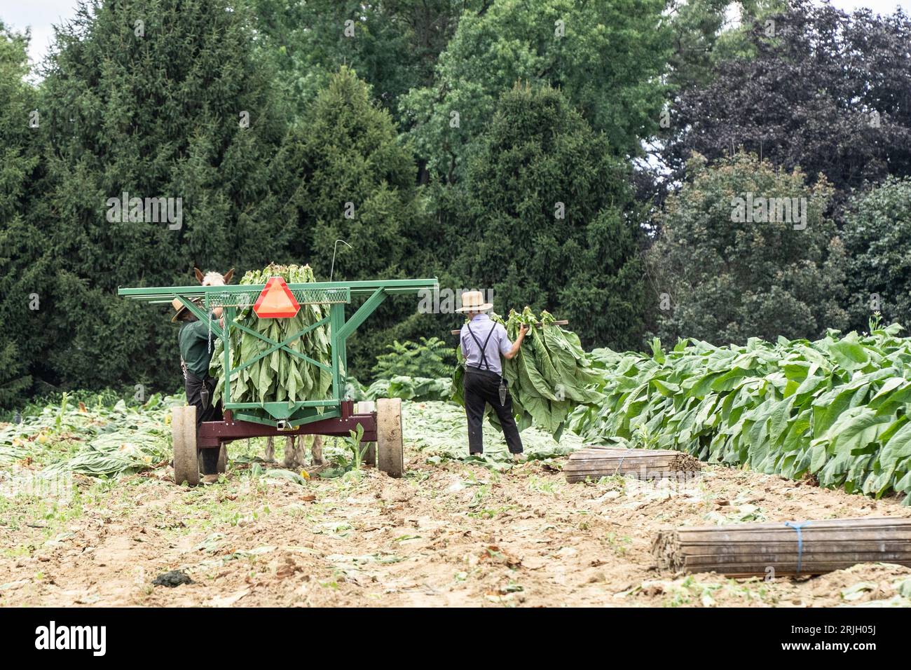 Pennsylvania amish hi-res stock photography and images - Alamy