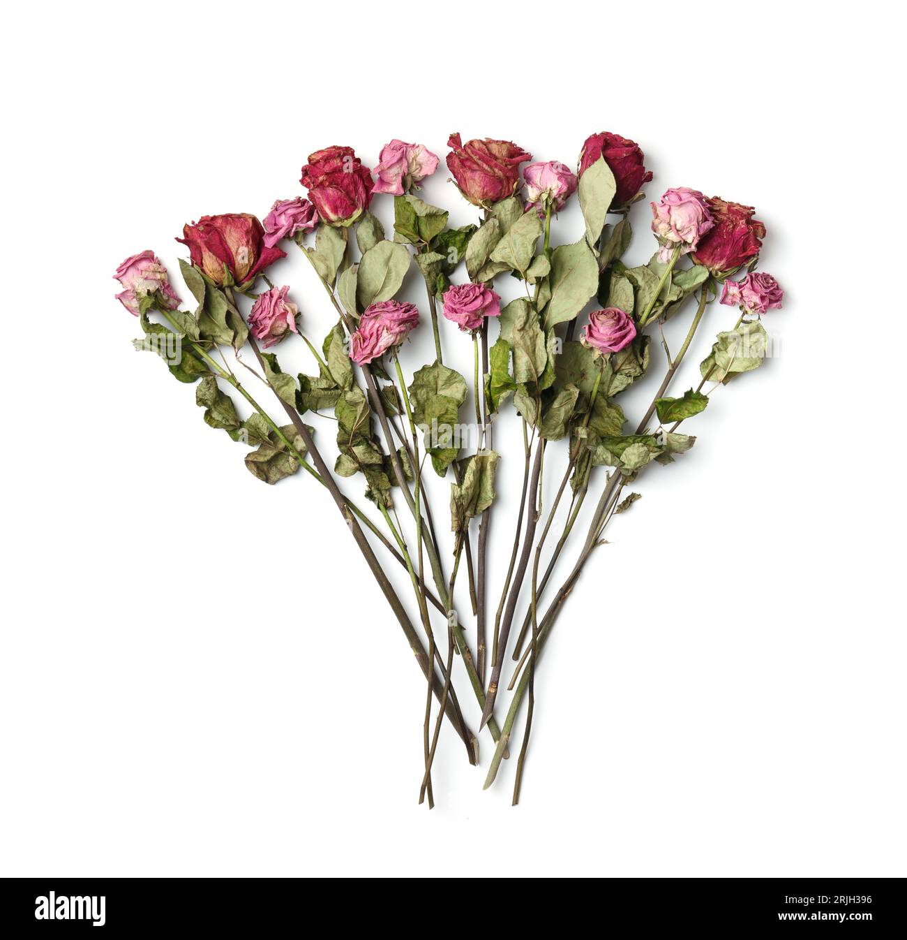Dry pink roses on a white background, top view, copy space. Dead roses ...
