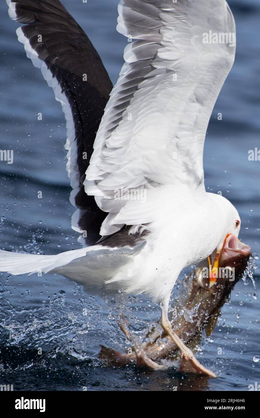 A great black-backed gull trying to take-off from sea water with fresh ...