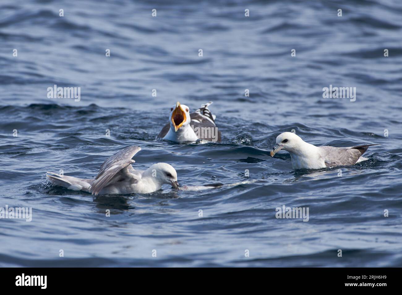 Black cod fish hi-res stock photography and images - Alamy