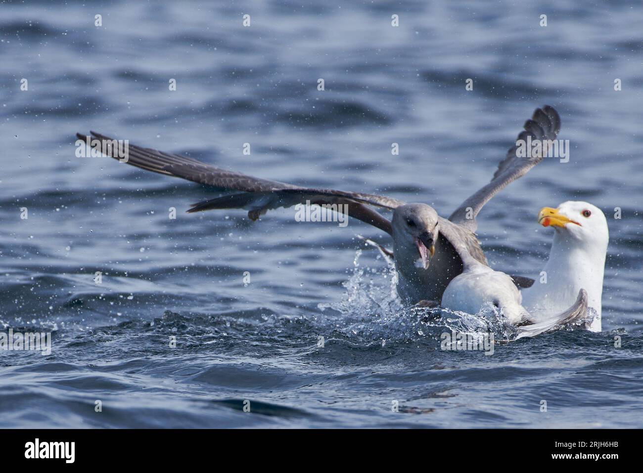 The ocean food chain hi-res stock photography and images - Alamy