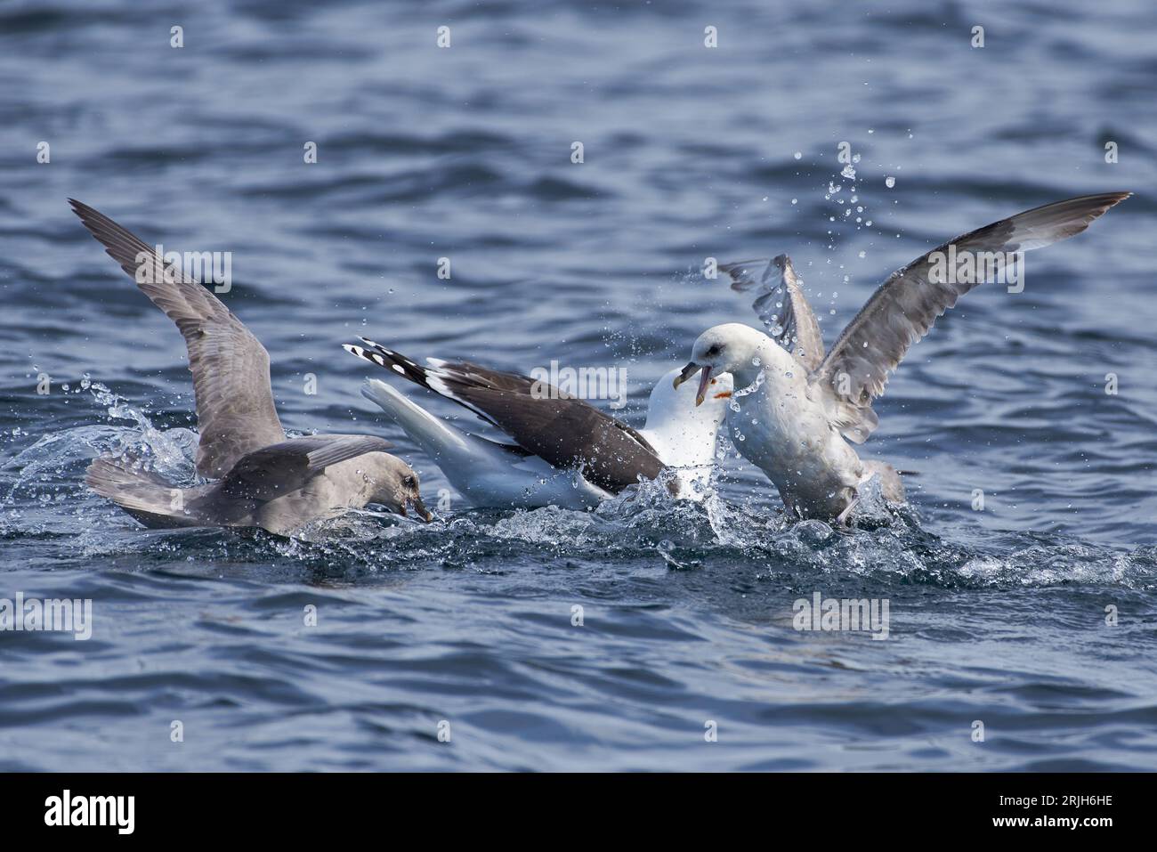 The ocean food chain hi-res stock photography and images - Alamy