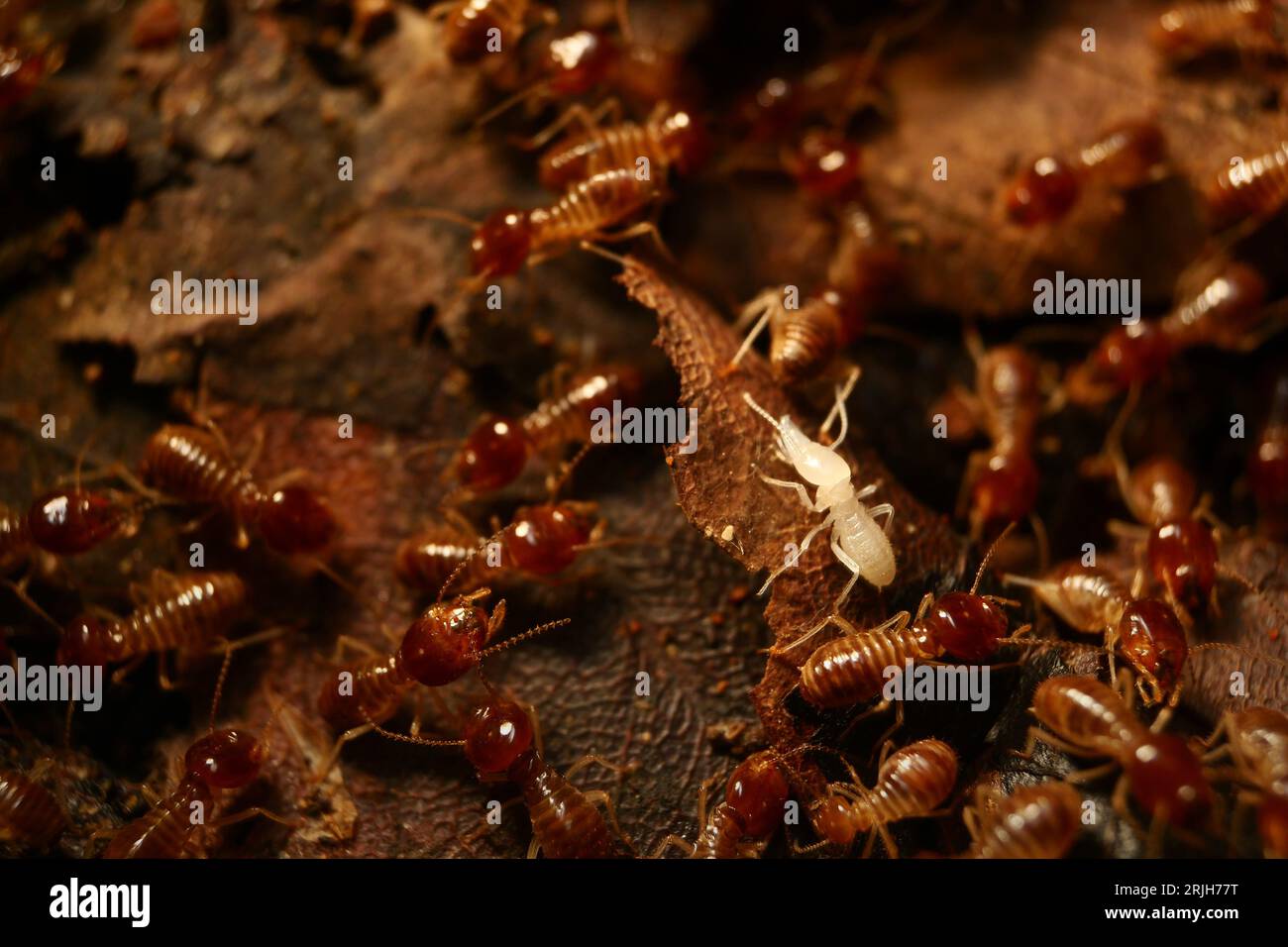 Termites walking in nature background Stock Photo - Alamy