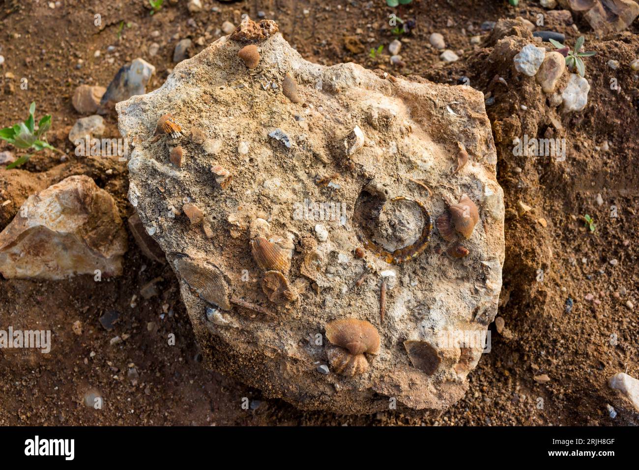 Fragment of limestone rock with silicified marine fossils ...