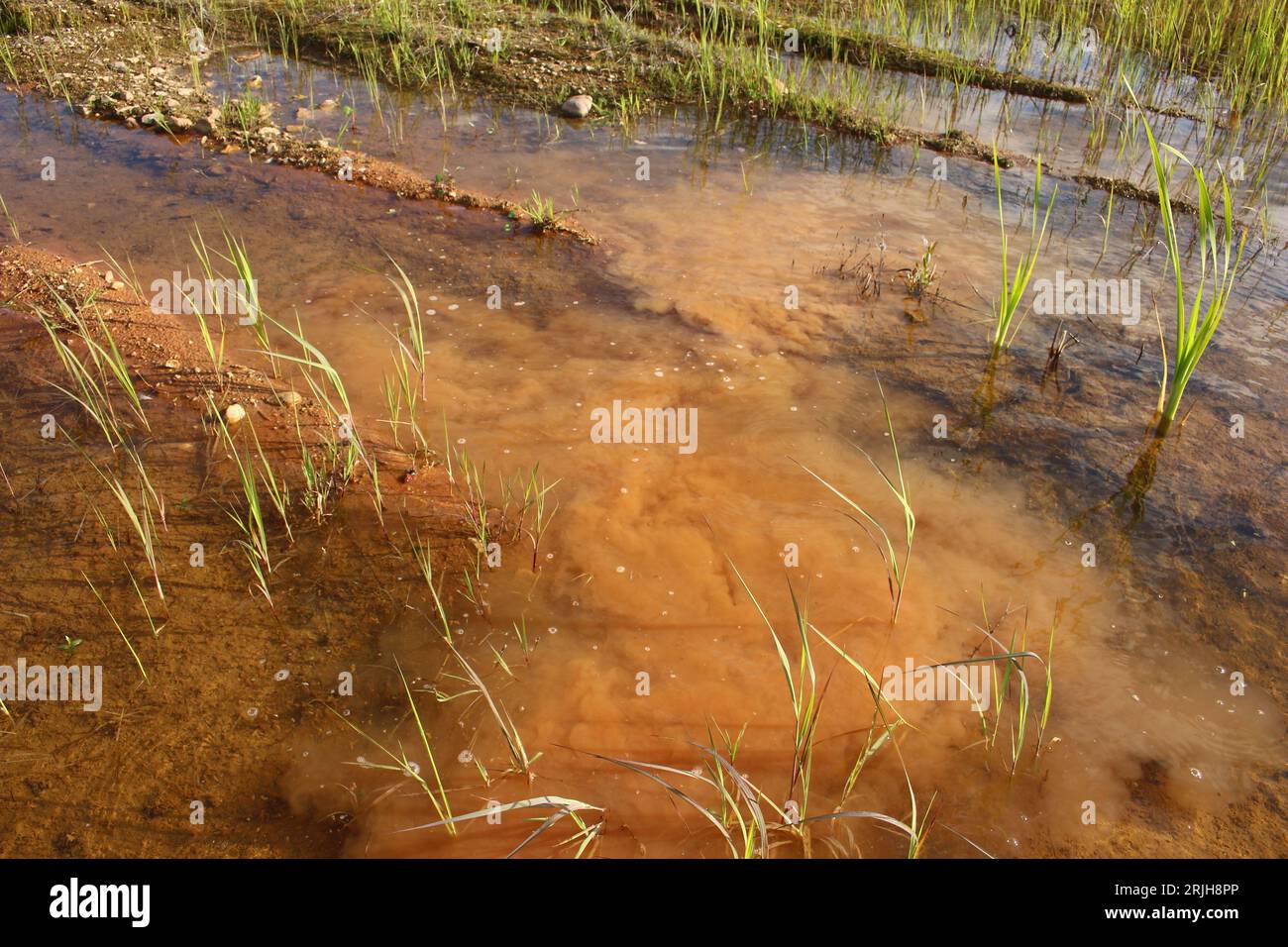 Muddy silt raised from the bottom of the reservoir spoils the water ...