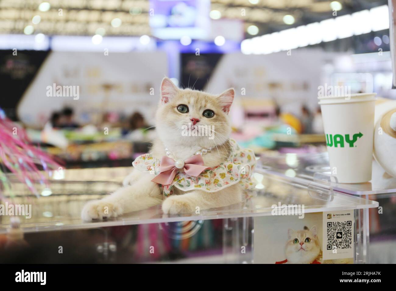 SHANGHAI, CHINA - AUGUST 18, 2023 - ICE International Cat Expo at Pet ...