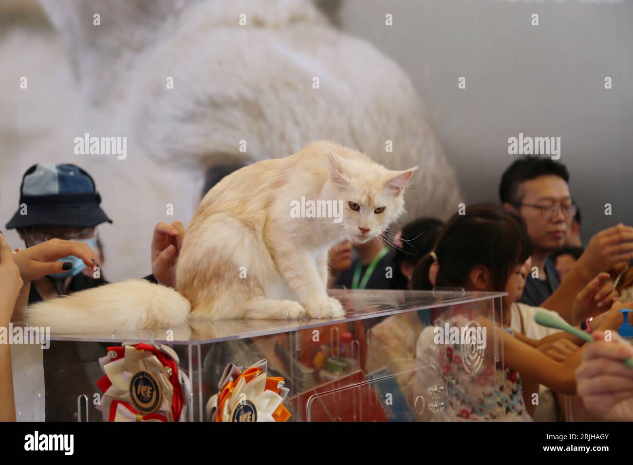 SHANGHAI, CHINA - AUGUST 18, 2023 - ICE International Cat Expo at Pet ...
