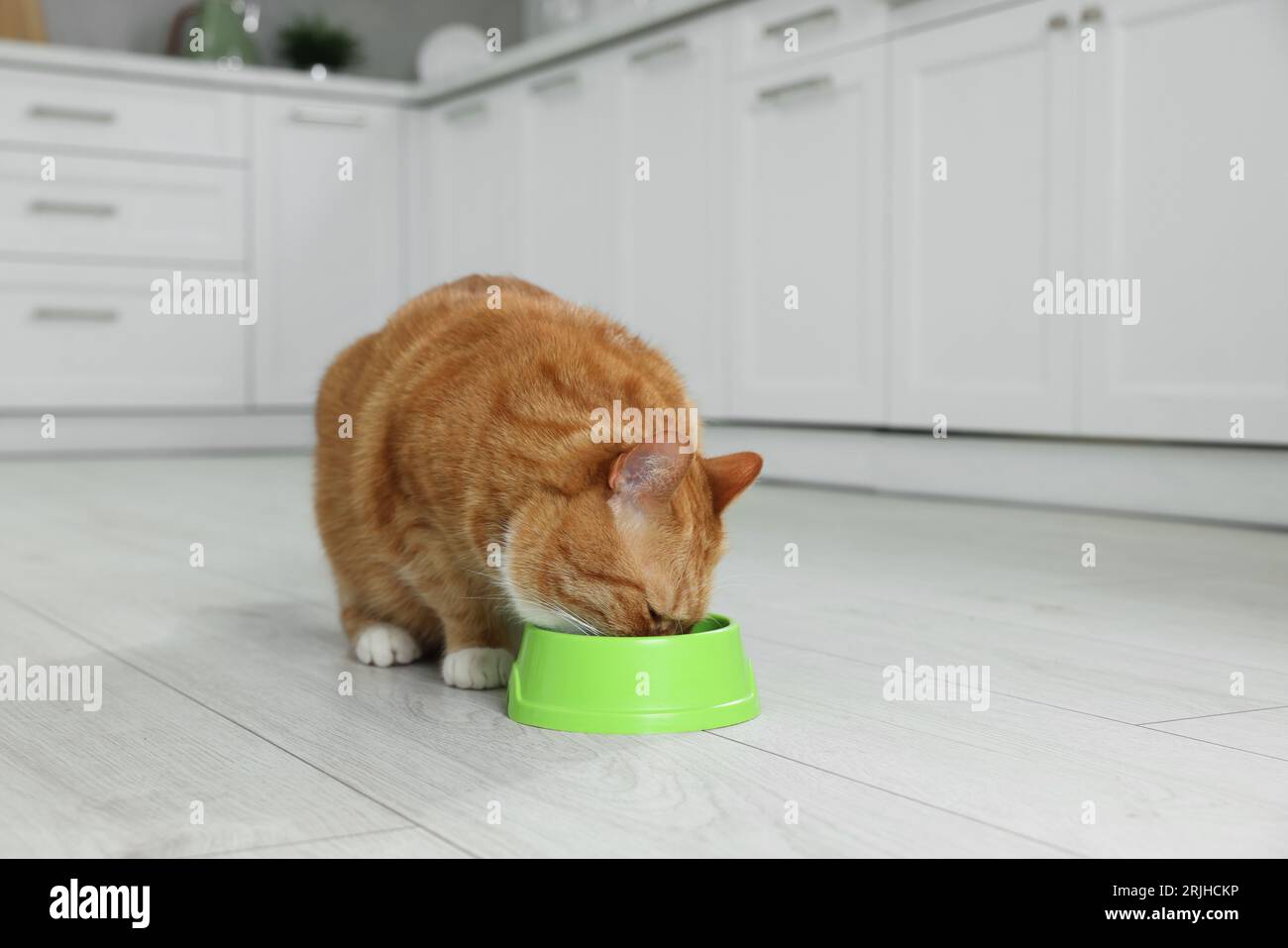 Cute ginger cat eating from feeding bowl in kitchen. Space for text ...