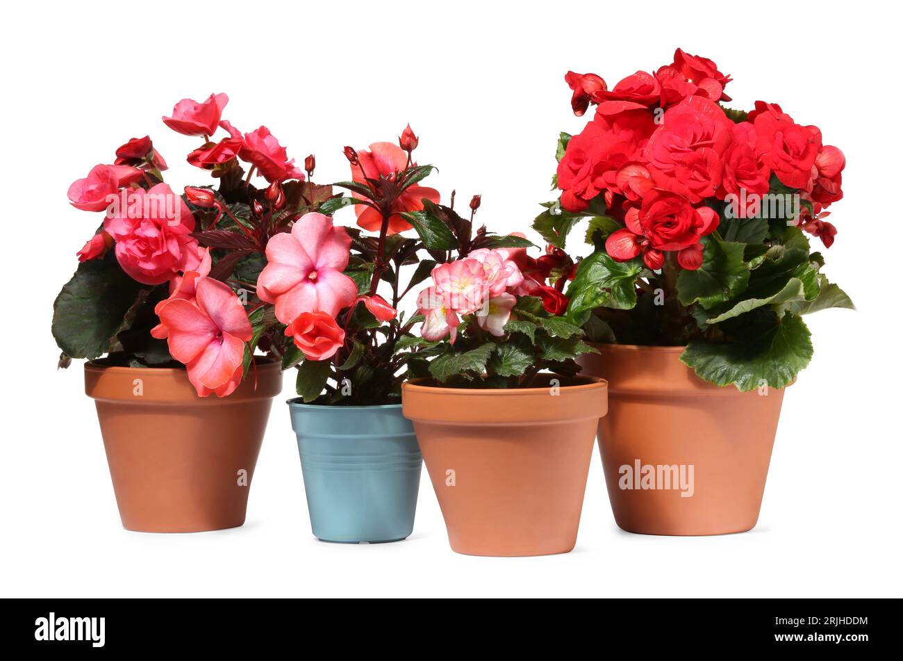 Beautiful flowers in different pots isolated on white Stock Photo - Alamy