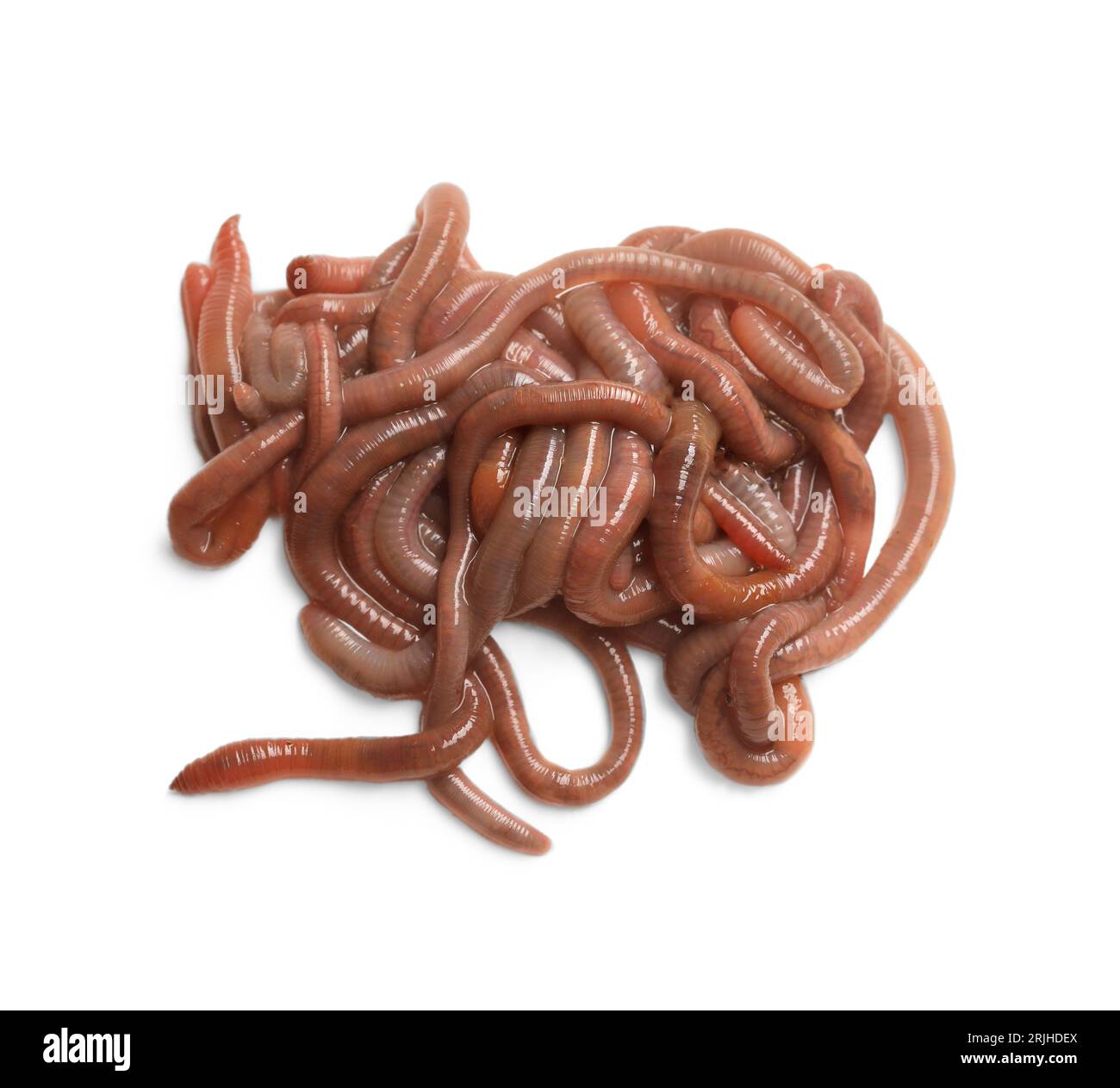 Many earthworms on white background, top view. Terrestrial ...