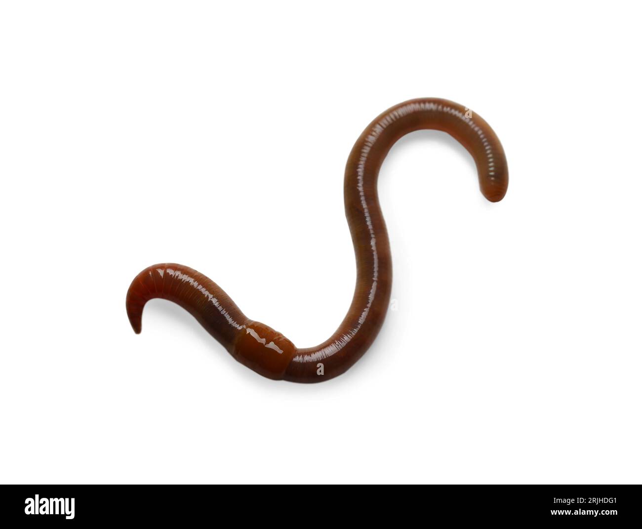 One earthworm isolated on white. Terrestrial invertebrates Stock Photo ...