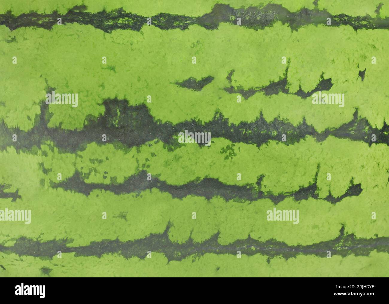 Green striped rind of watermelon as background, closeup Stock Photo - Alamy