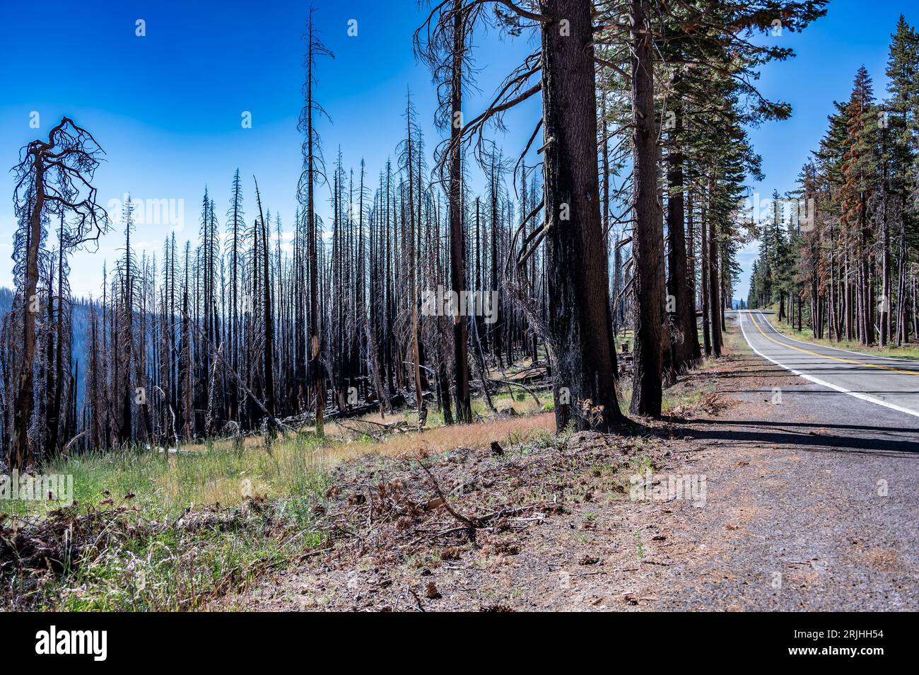Charred remains in Lassen Volcanic National Park after a forest fire ...