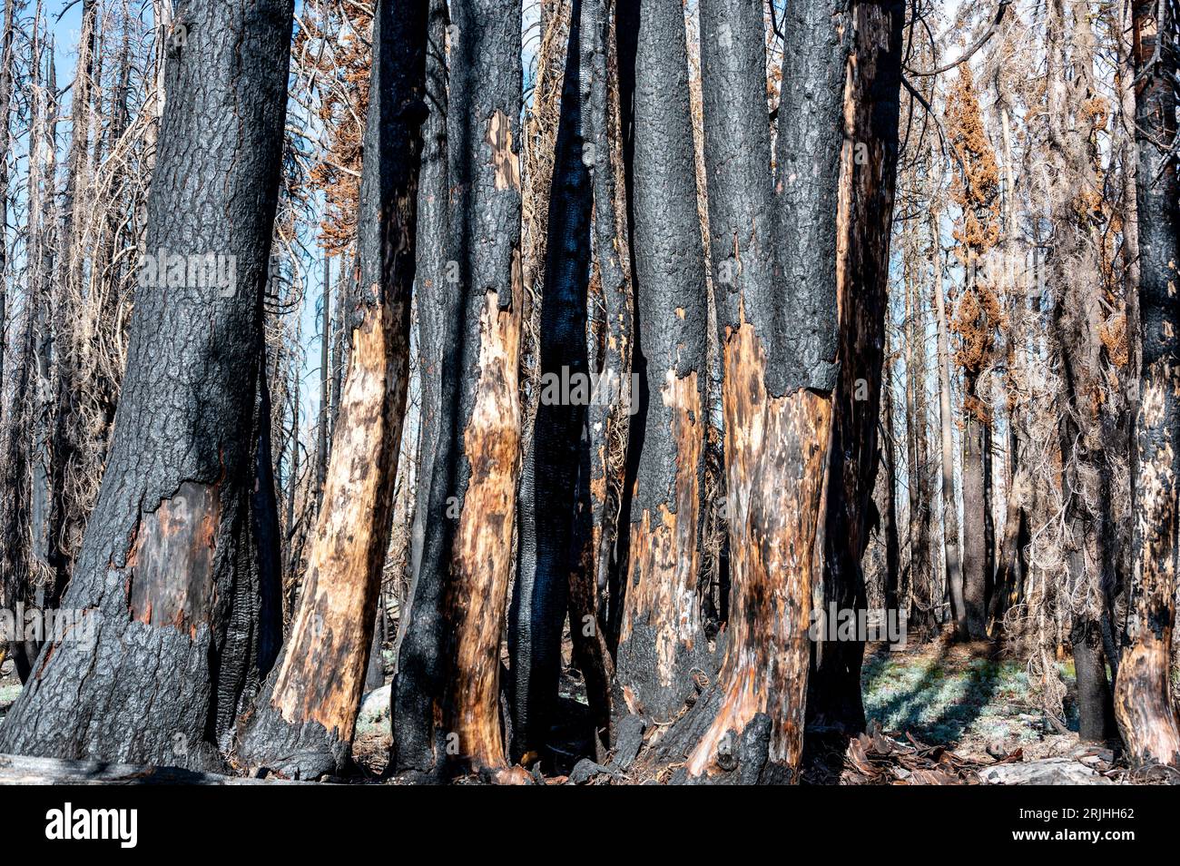 Charred remains in Lassen Volcanic National Park after a forest fire ...