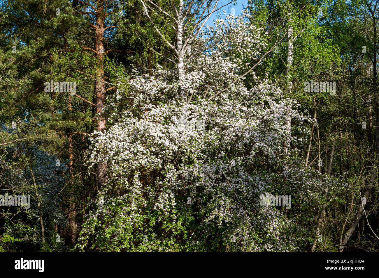 Different tree species in dense hi-res stock photography and images - Alamy