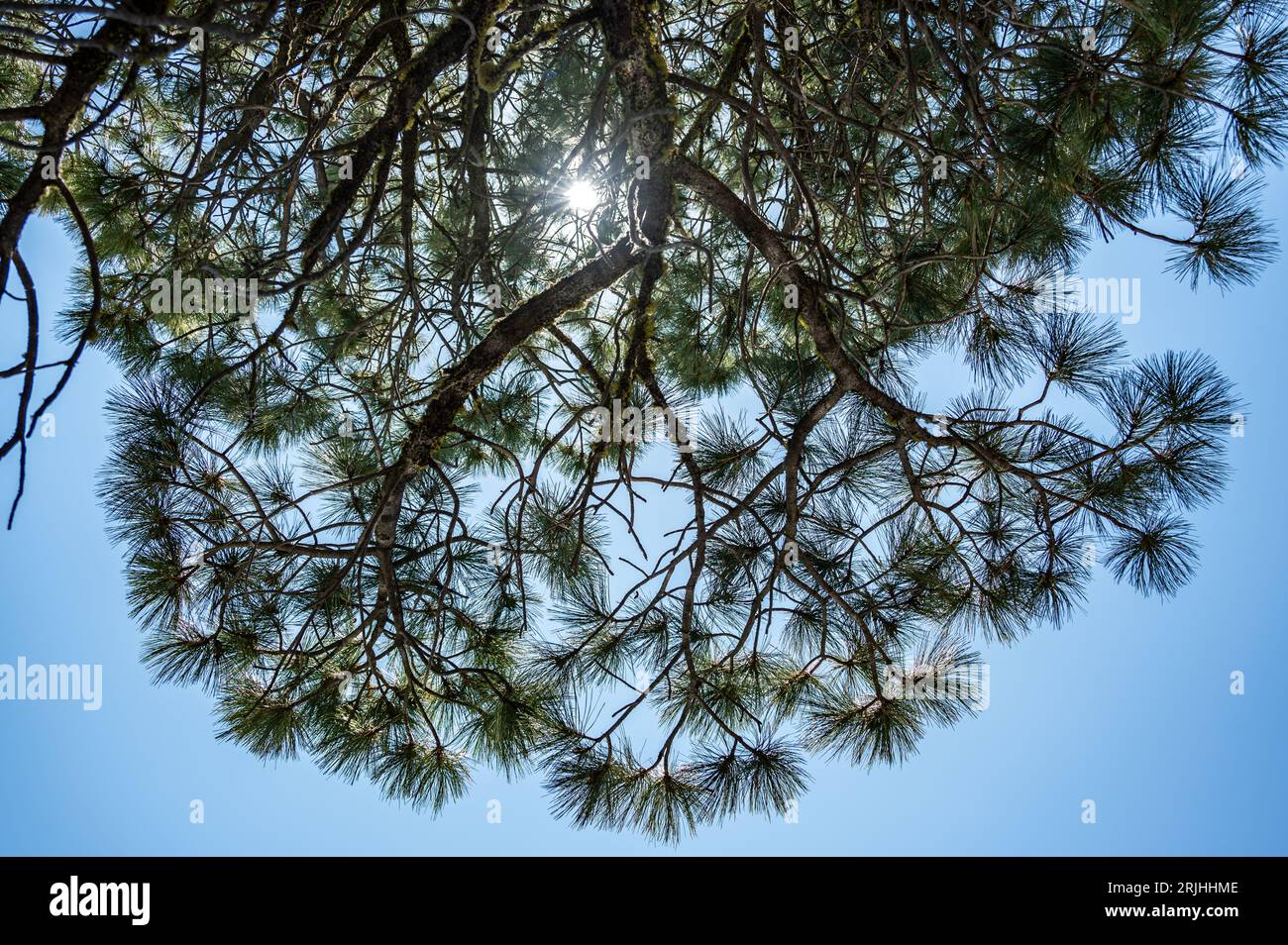 Sun peaking through the high branches of an evergreen pine tree with a ...