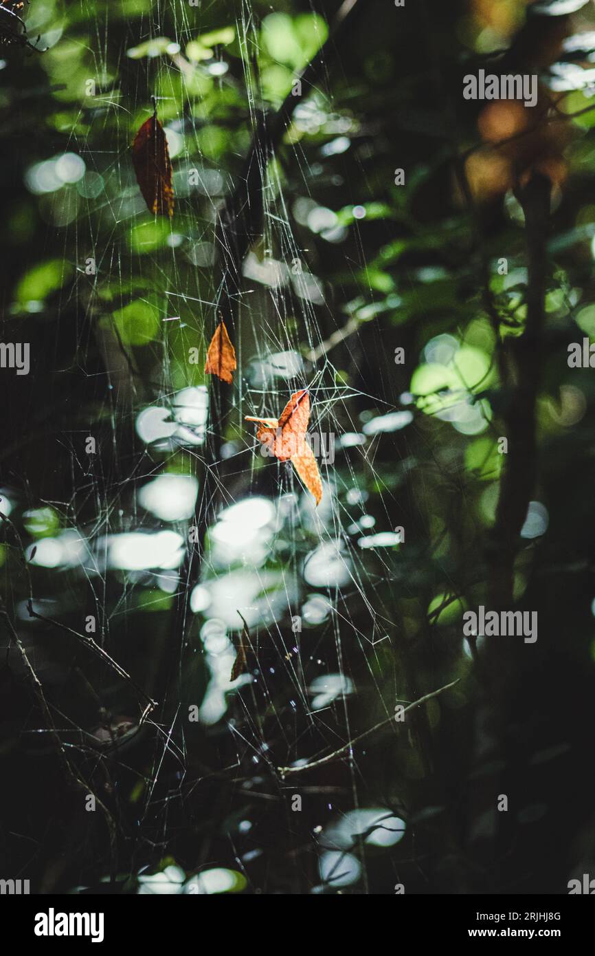 a background image of fall leaves caught in a spider web in the forest ...