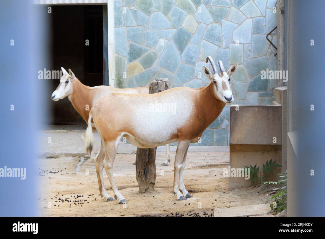 Lovely antelope hi-res stock photography and images - Alamy