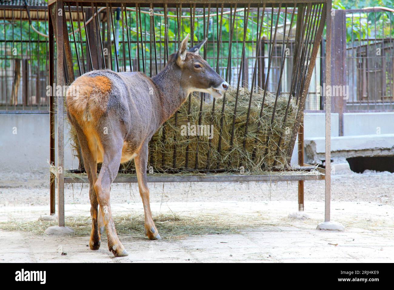 White lipped deer hi-res stock photography and images - Alamy