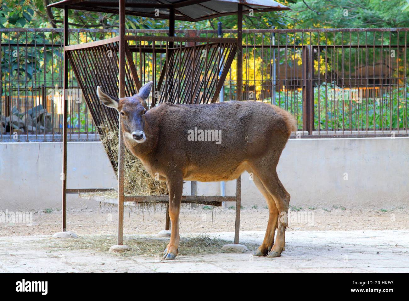 Lovely white lipped deer in beijing zoo, china Stock Photo - Alamy
