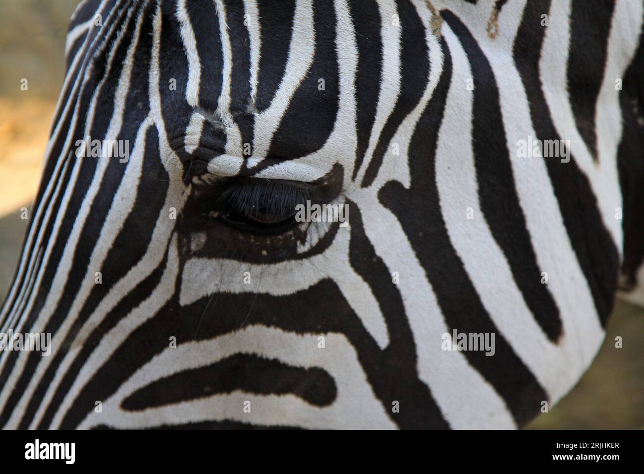 Portrait zebra stallion in hi-res stock photography and images - Alamy