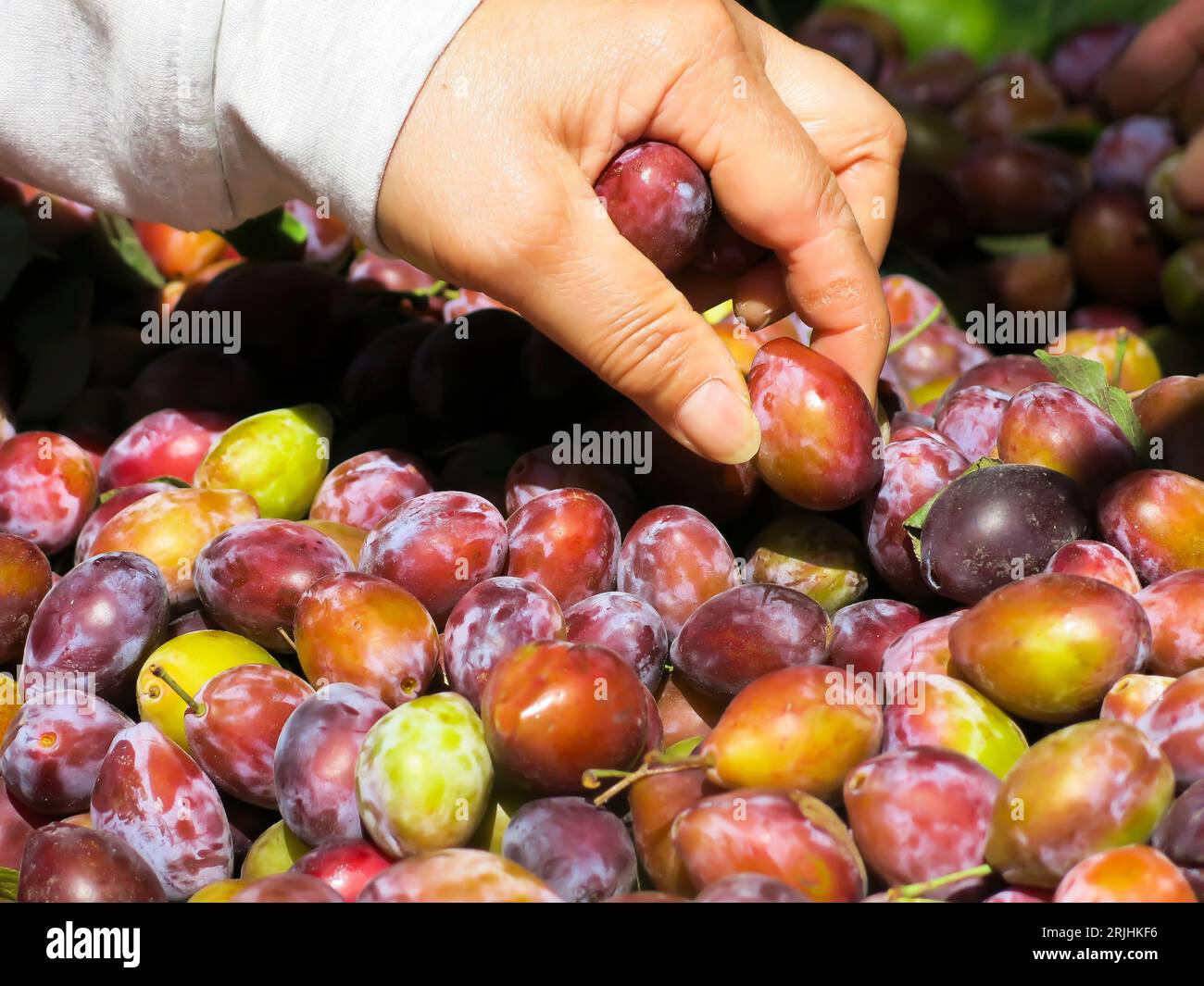 Customer Selecting French Prunes from Bin at Farmer's Market Stock ...