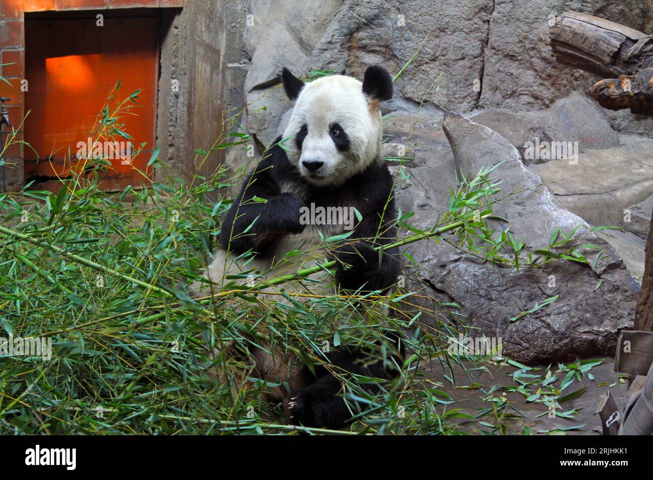 Hungry panda hi-res stock photography and images - Alamy