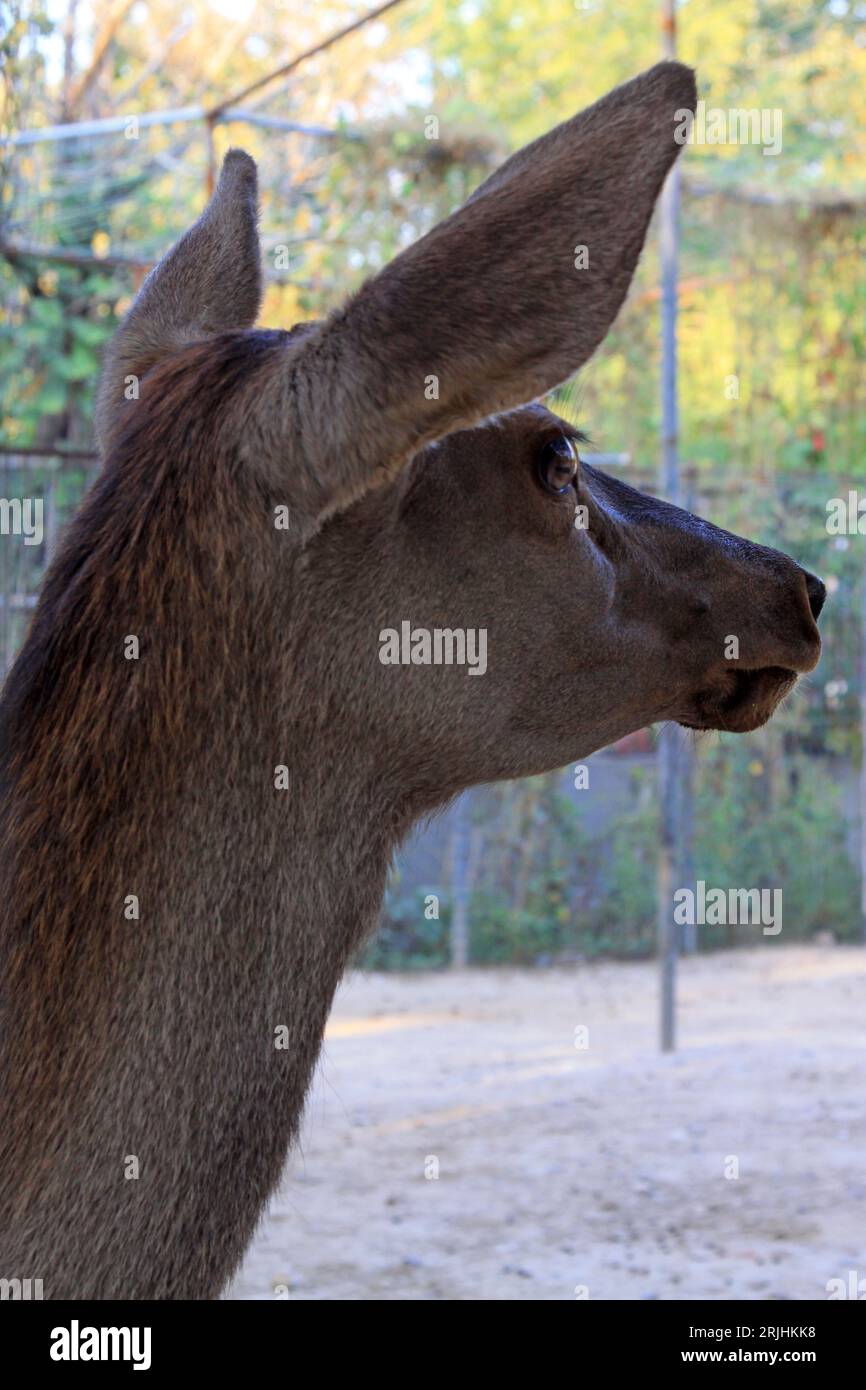 Red deer china hi-res stock photography and images - Alamy