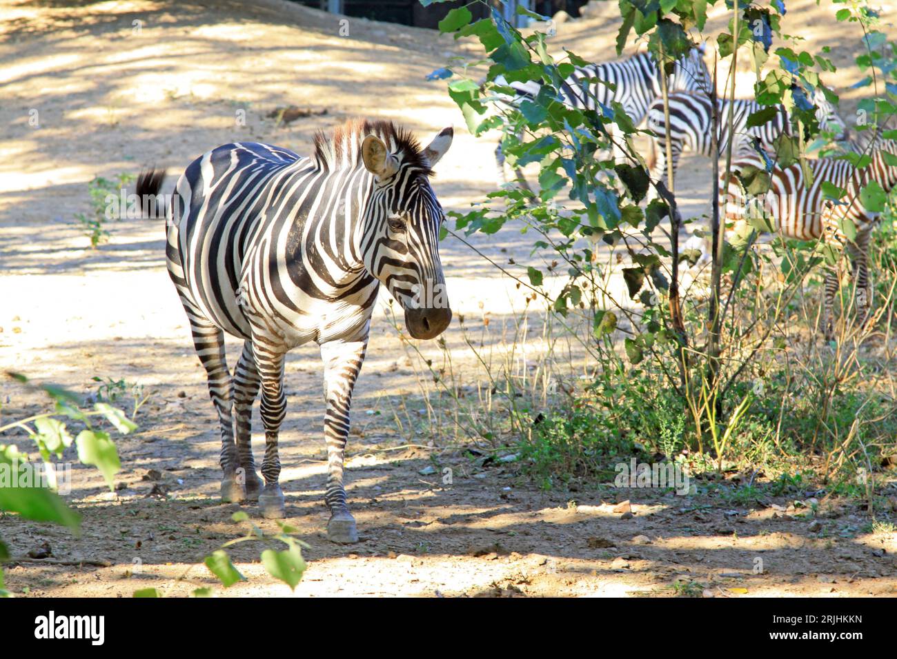 Lovely zebra in beijing zoo, north china Stock Photo - Alamy