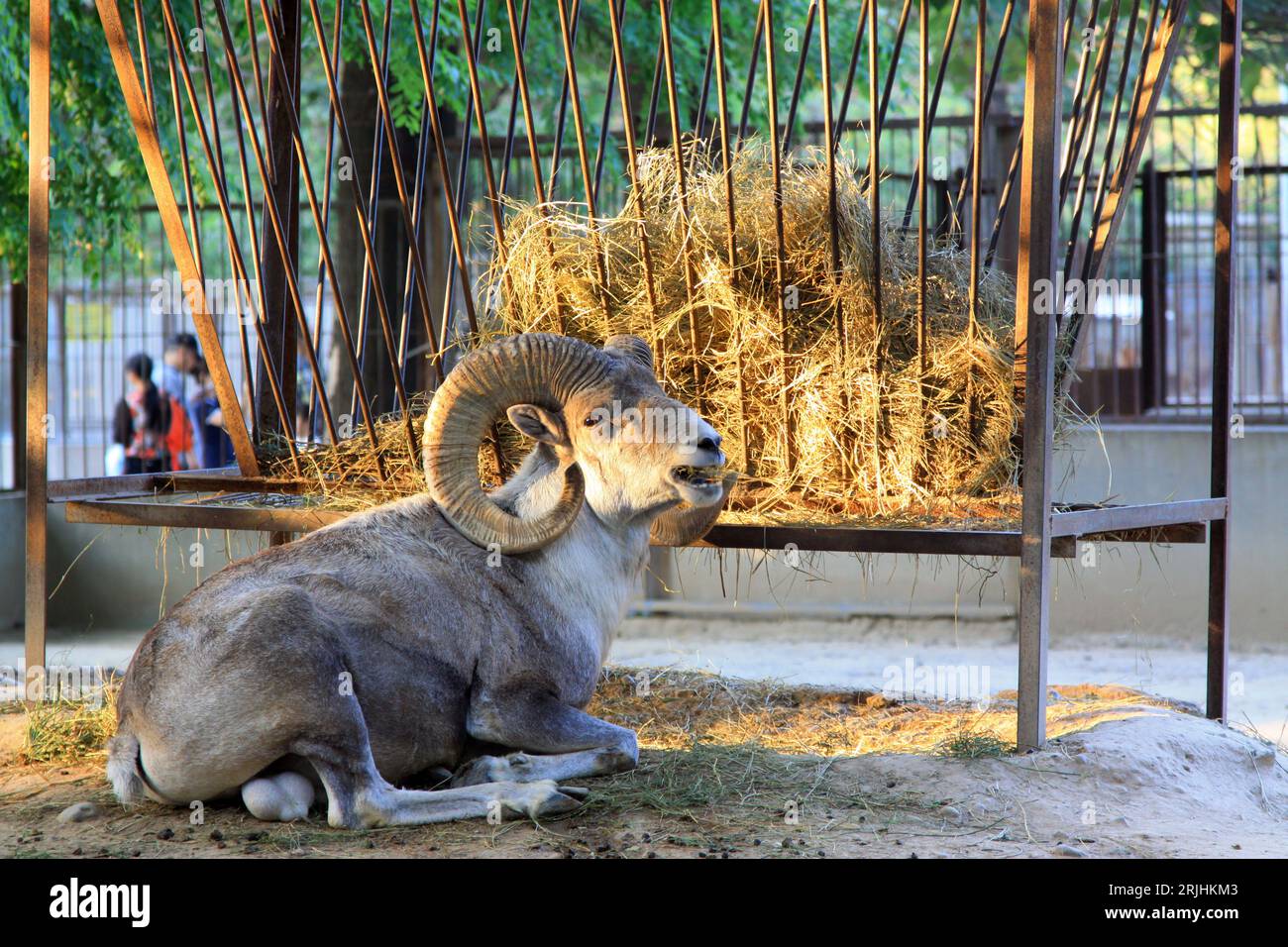 lovely Argali in the Beijing zoo, china Stock Photo - Alamy