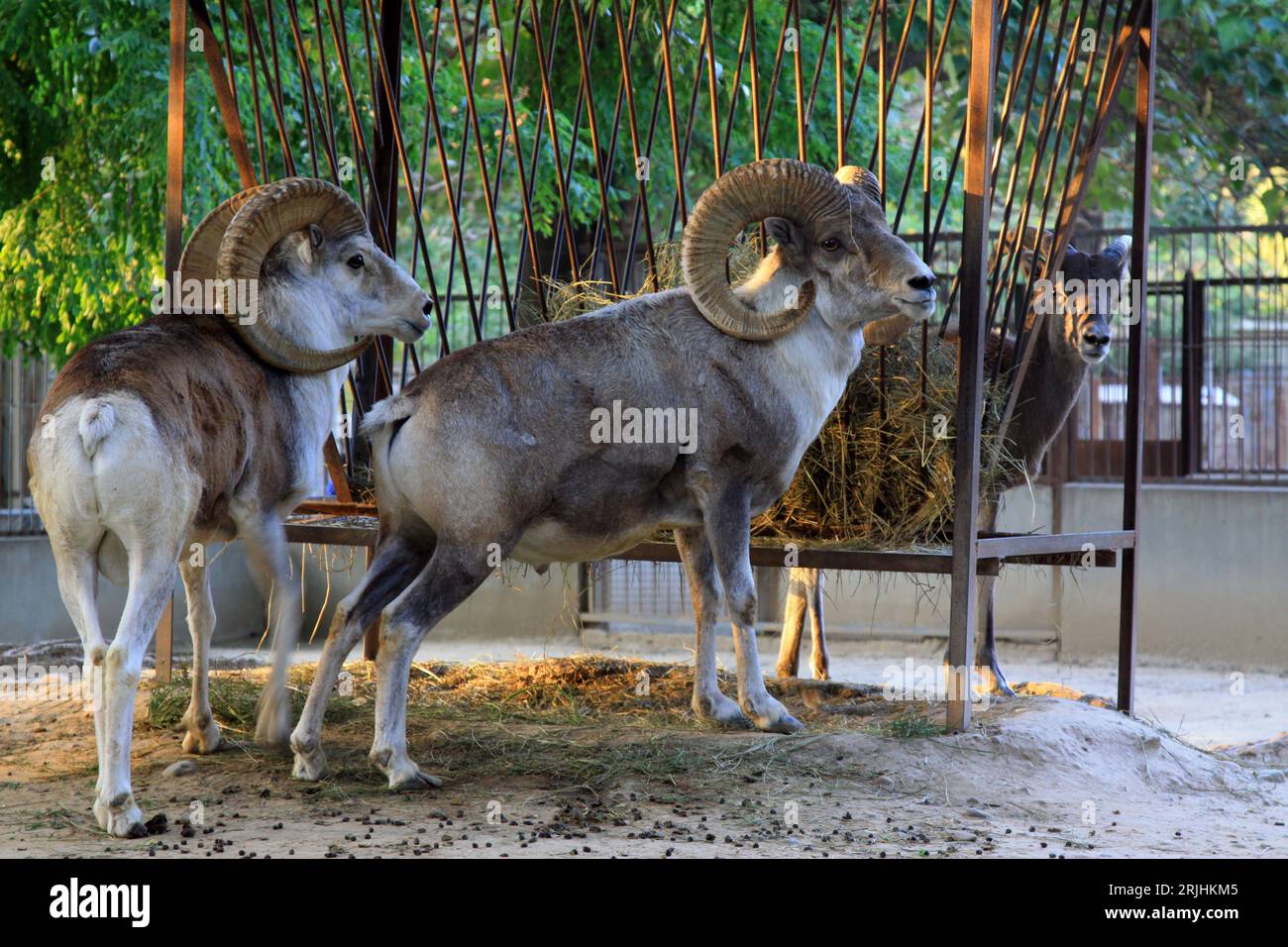 Argali hi-res stock photography and images - Alamy