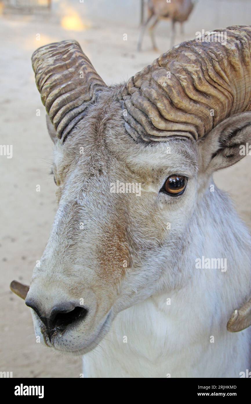 Argali horns hi-res stock photography and images - Alamy