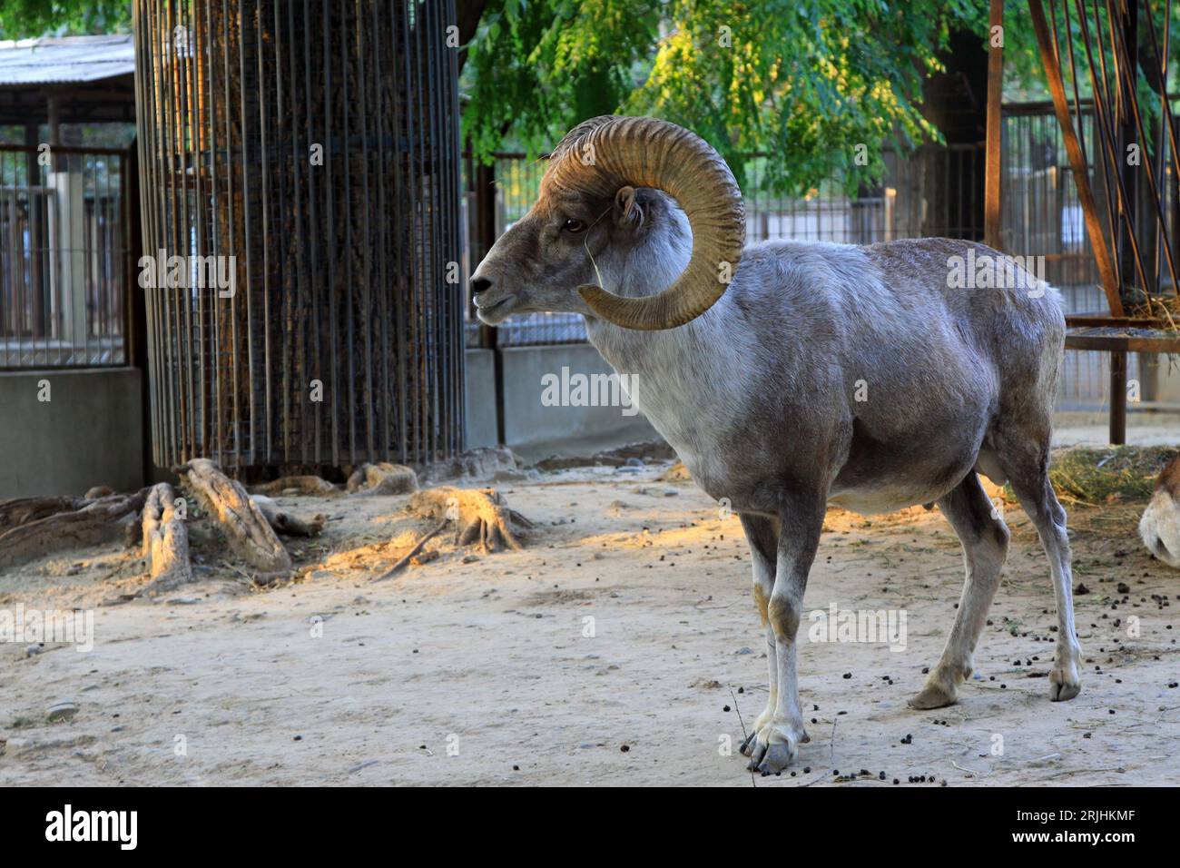 lovely Argali in the Beijing zoo, china Stock Photo - Alamy
