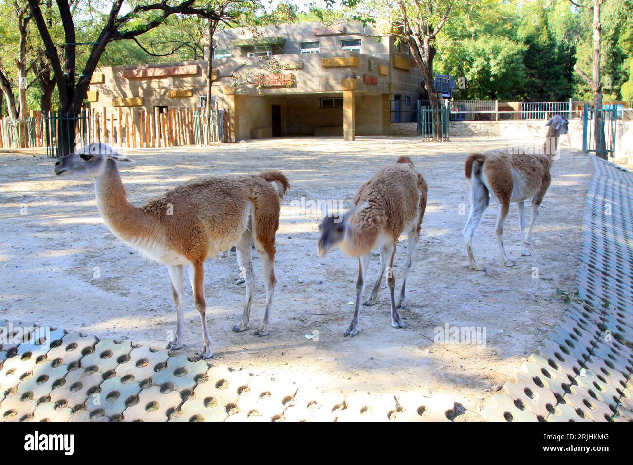 lovely guanaco in the Beijing zoo, china Stock Photo - Alamy