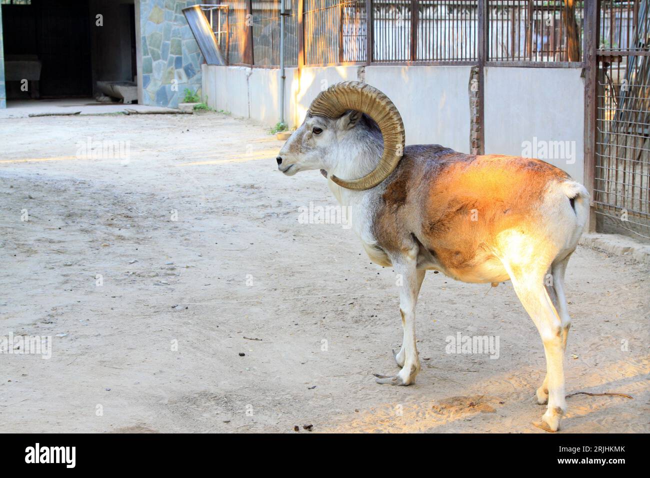 lovely Argali in the Beijing zoo, china Stock Photo - Alamy