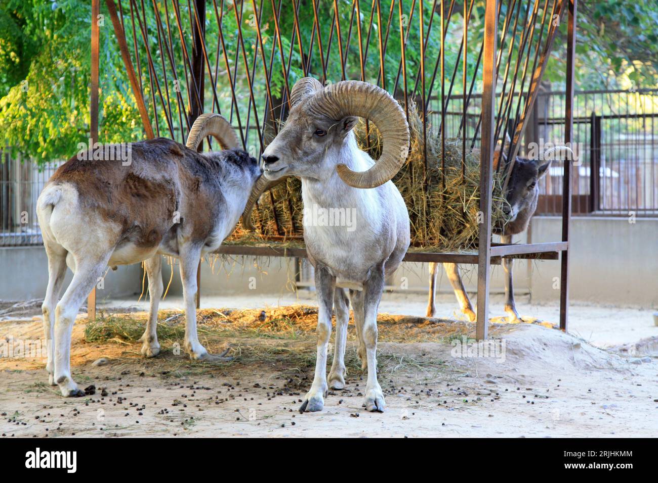 lovely Argali in the Beijing zoo, china Stock Photo - Alamy