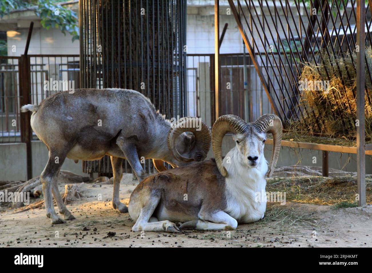 Argali horns hi-res stock photography and images - Alamy
