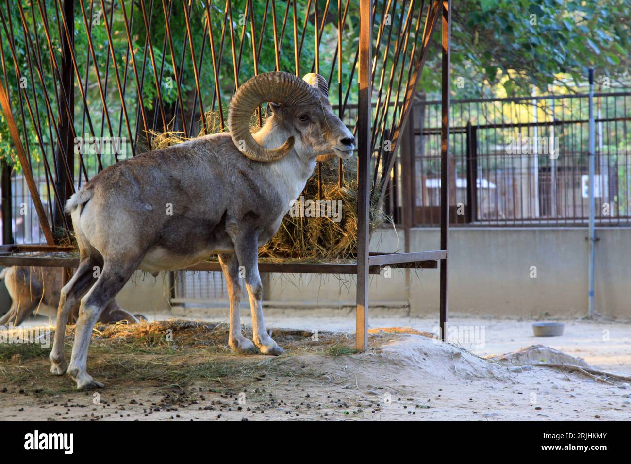 Argali horns hi-res stock photography and images - Alamy
