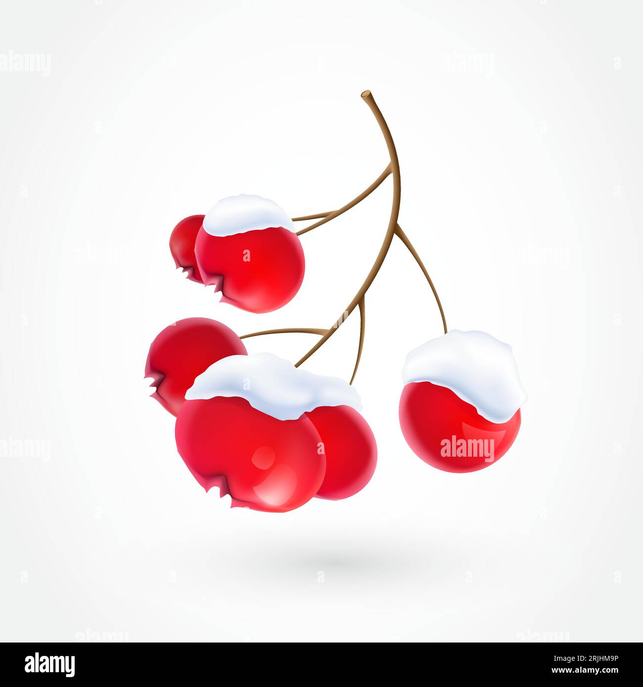 Branch mountain ash tree Stock Vector Images - Alamy