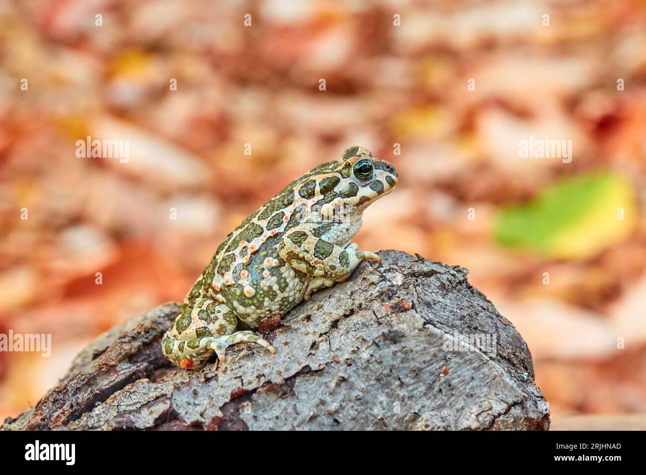European green toad (Bufotes viridis) in natural habitat Stock Photo ...