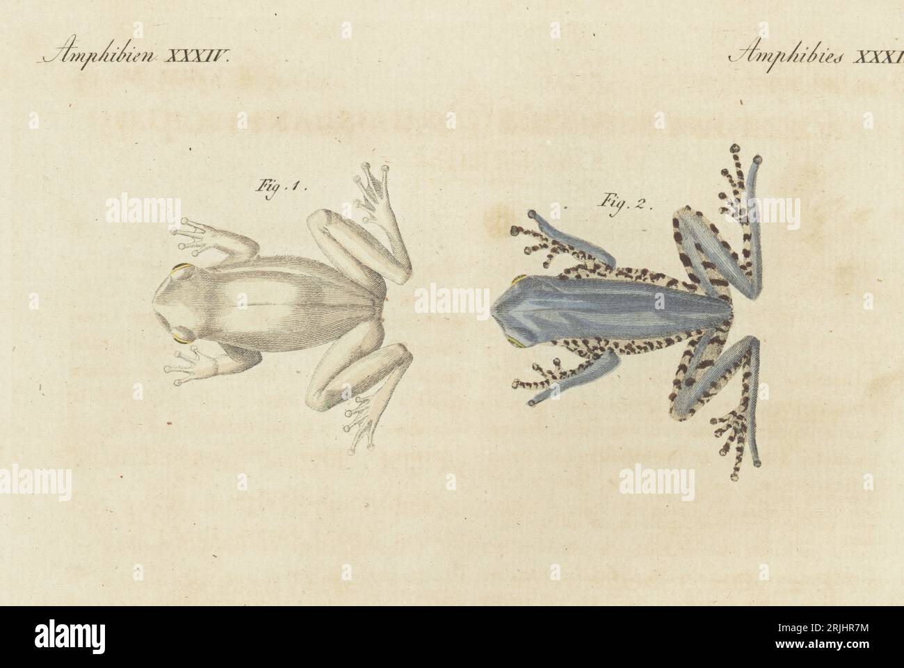 Orinoco lime treefrog, Sphaenorhynchus lacteus 1, and northern orange ...