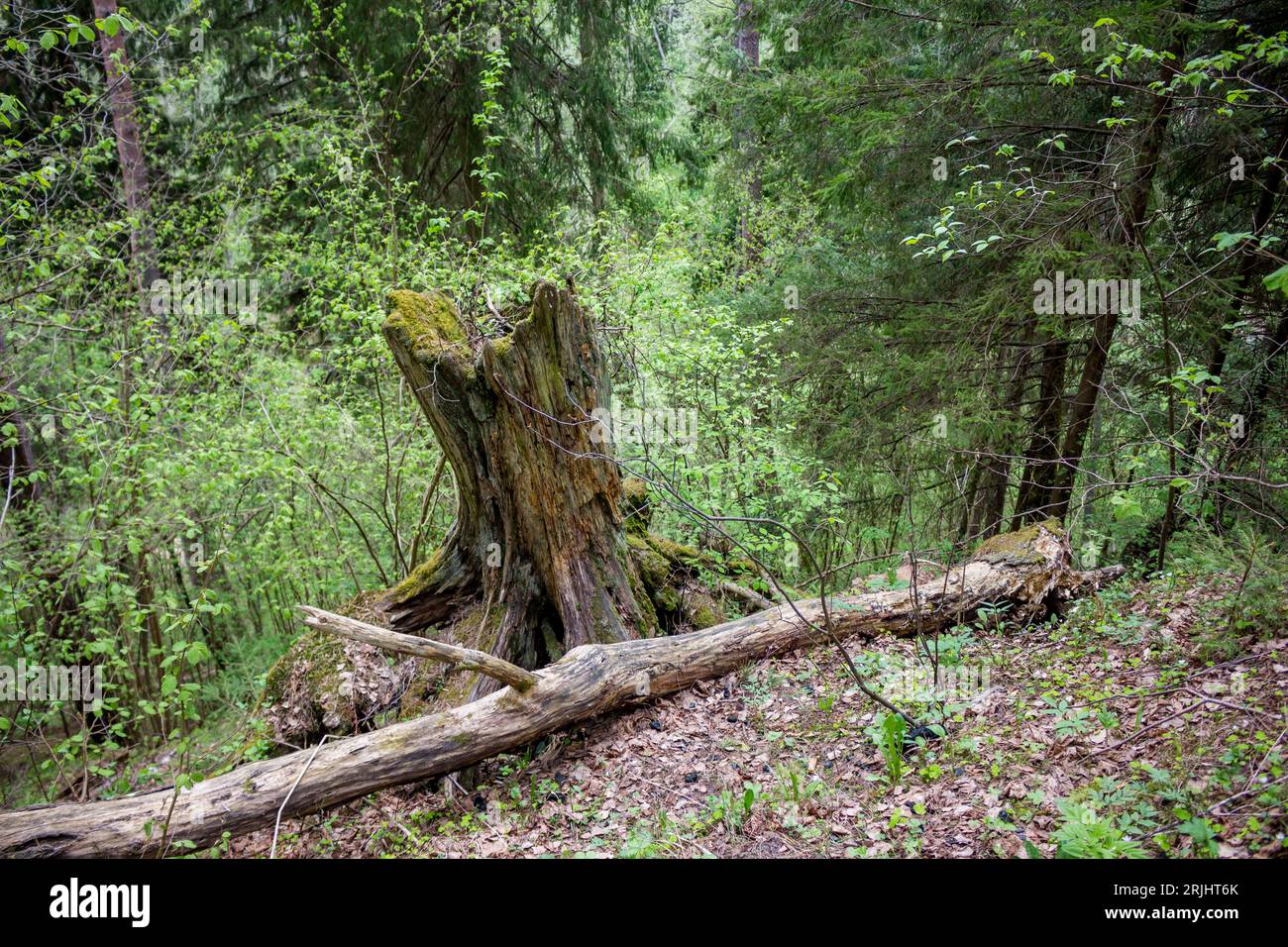 Old stump from a withered village on a steep slope in the forest Stock ...